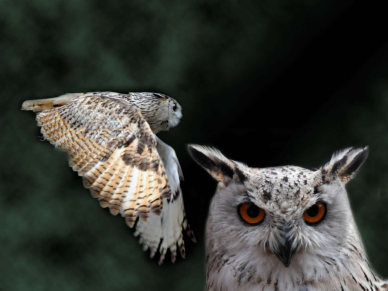 Grand-duc d'Europe - Bubo bubo