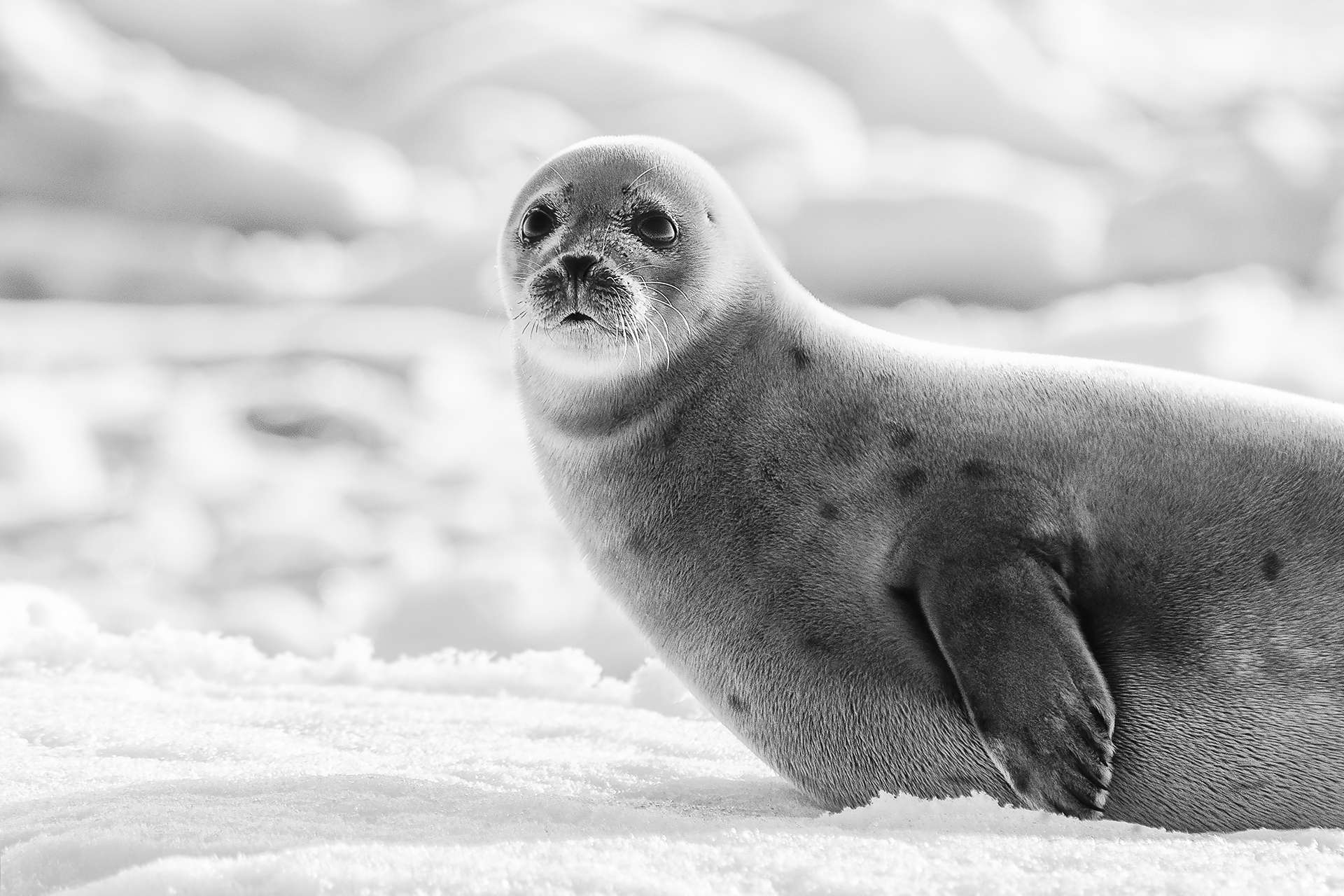La surprise du phoque du Groenland - Photos Futura