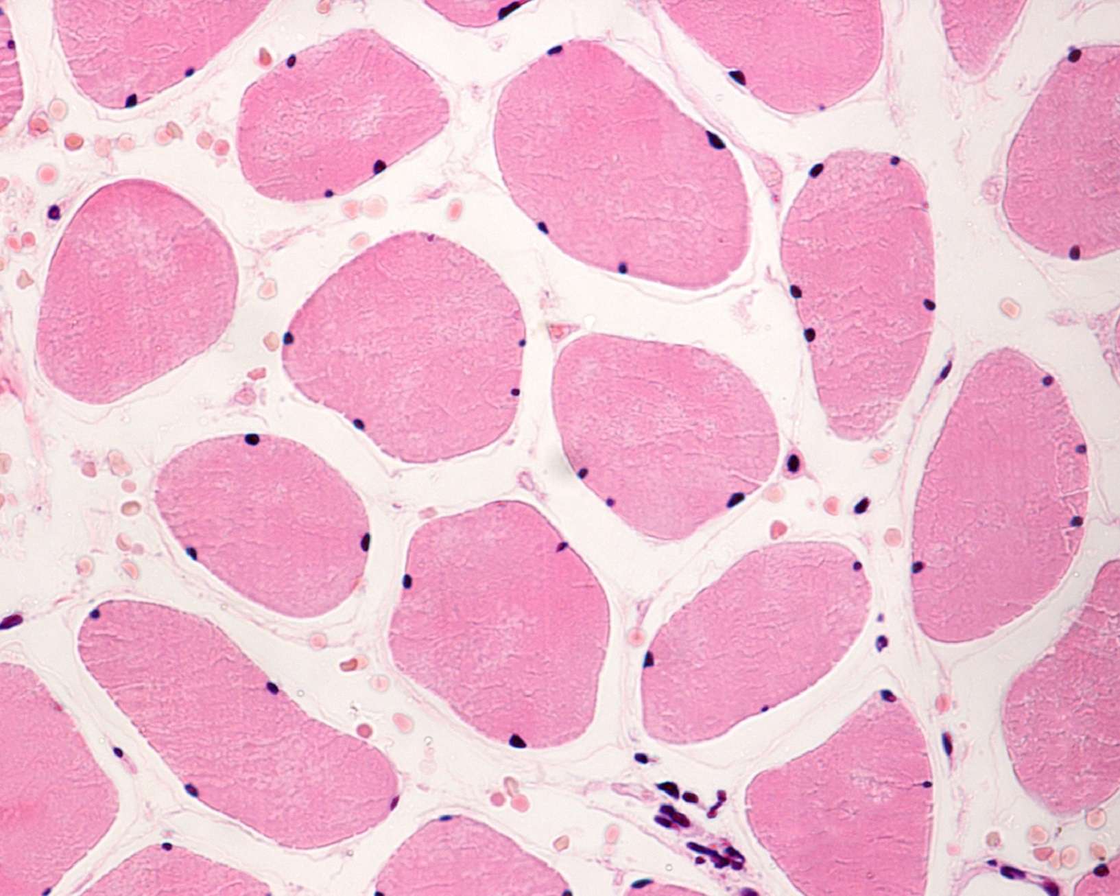 Cellule Musculaire Sous Microscope