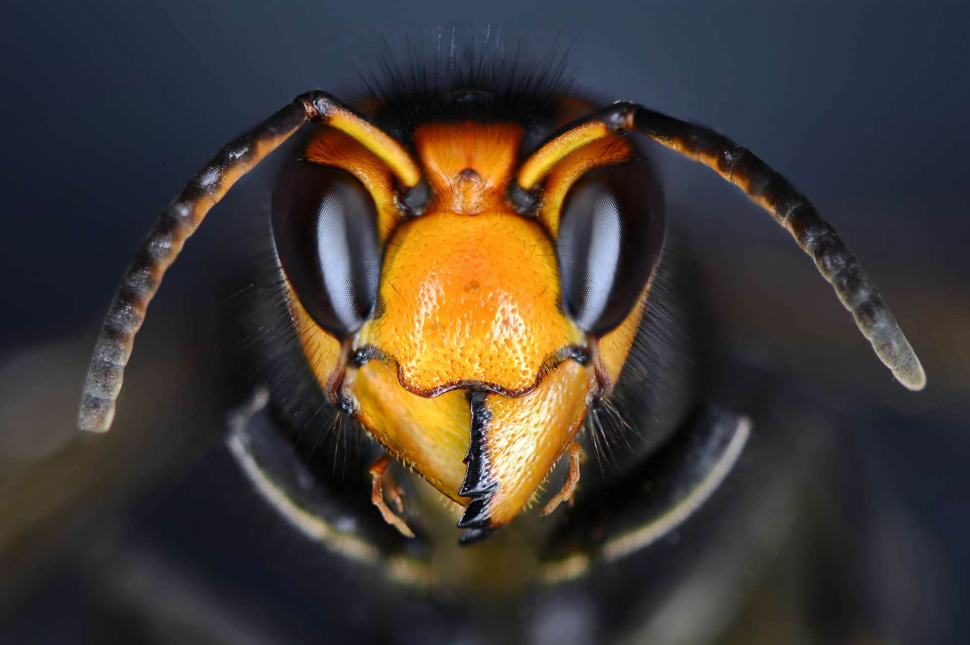 Une Seule Reine Est L origine De L invasion Des Frelons Asiatiques En