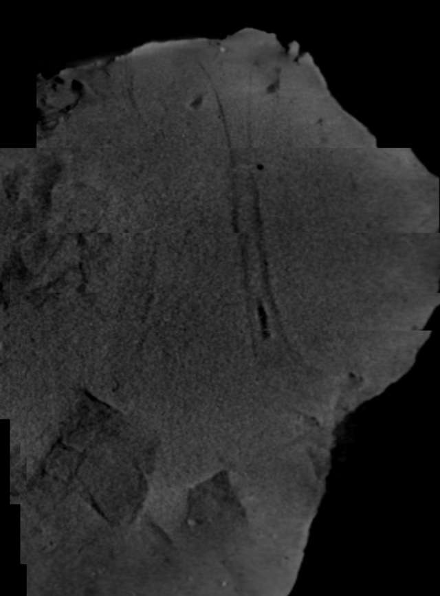 Karabo, l’australopithèque au squelette complet, bientôt sur vos écrans