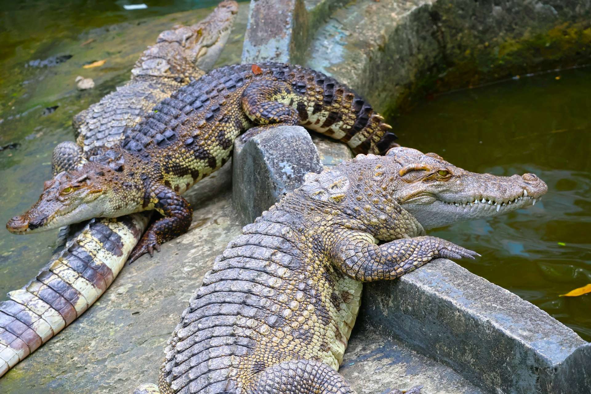 Cette centrale nucléaire devient un paradis pour des crocodiles en voie ...