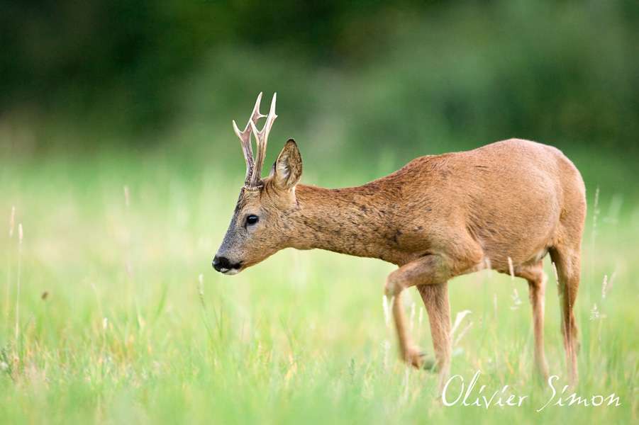 Brocard sur le pré - Photos Futura