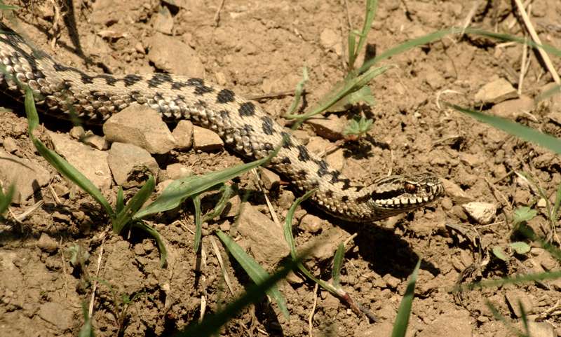 Définition | Venin - venimeux - venimeuse