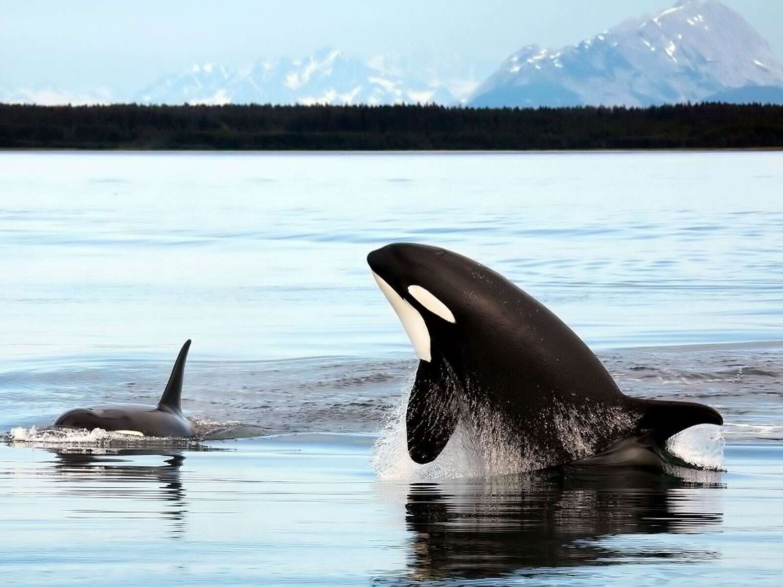 Orque et son bébé sortant hors de l'eau