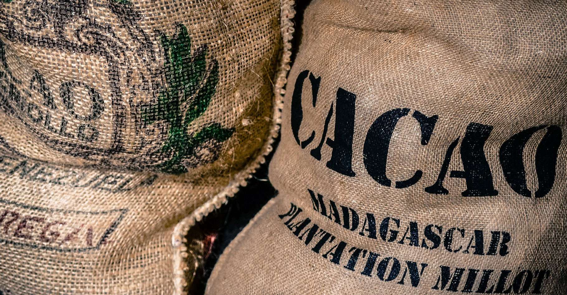 Le cacaoyer et les cabosses de cacao (fleurs, couleurs…) | Dossier