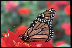 Comment le papillon Monarque retrouve-t-il sa route