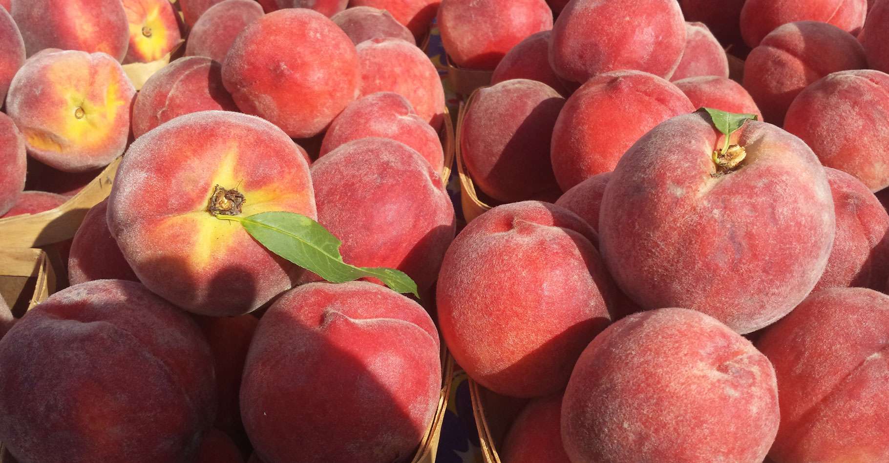 Le pêcher, un bel arbre fruitier | Dossier