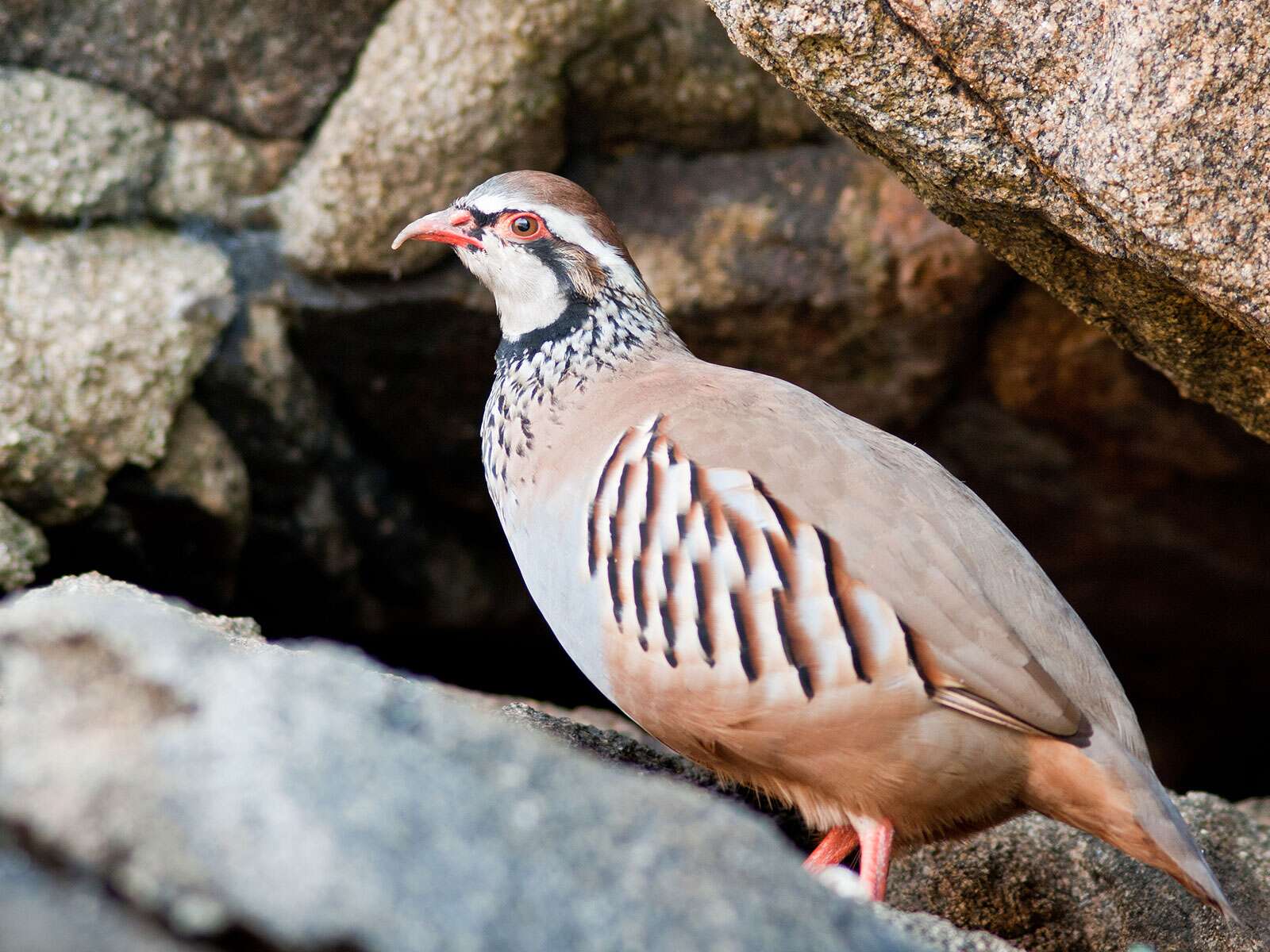 Perdrix rouge - Fond d'écran et images gratuites