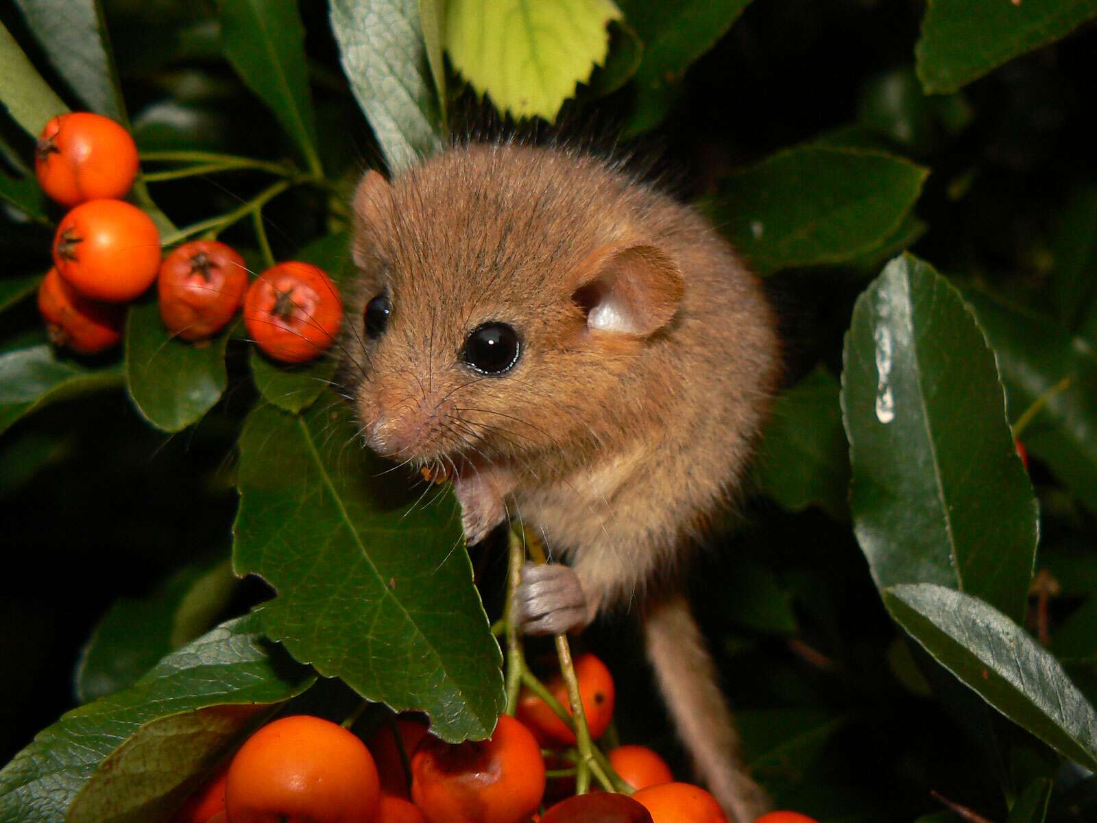 Muscardin (Muscardinus avellanarius) sur un buisson ardent (Pyracantha ...
