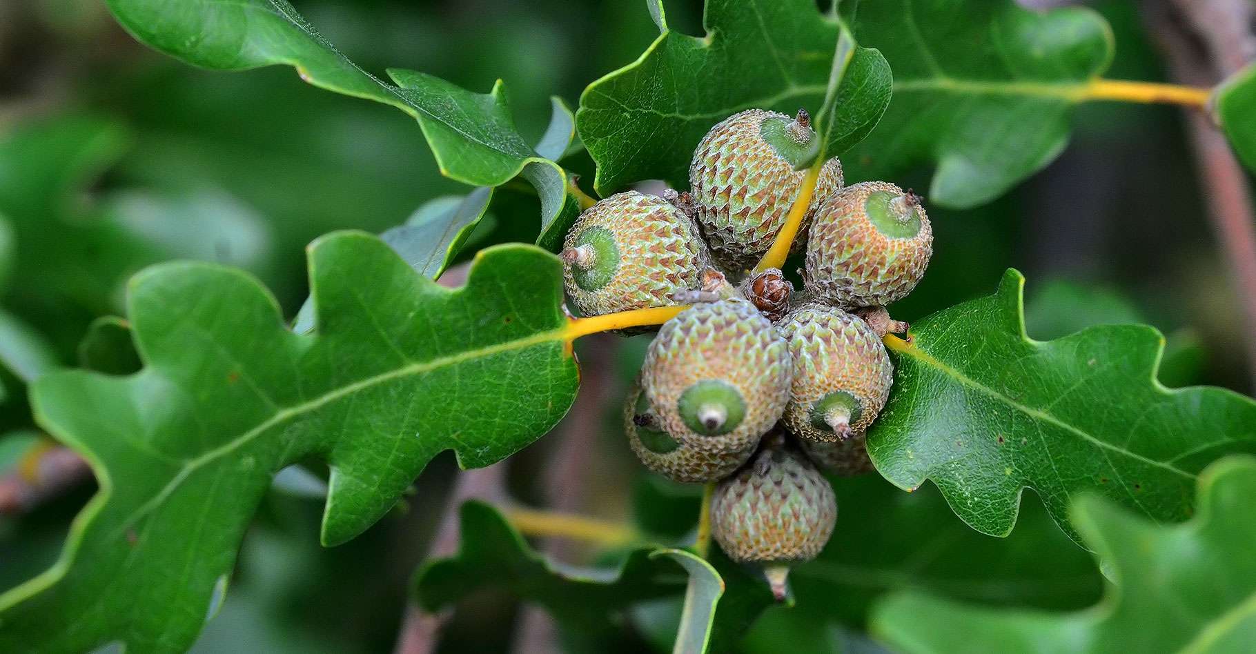 Définition | Chêne sessile - Quercus petraea - Chêne noir - Chêne rouvre