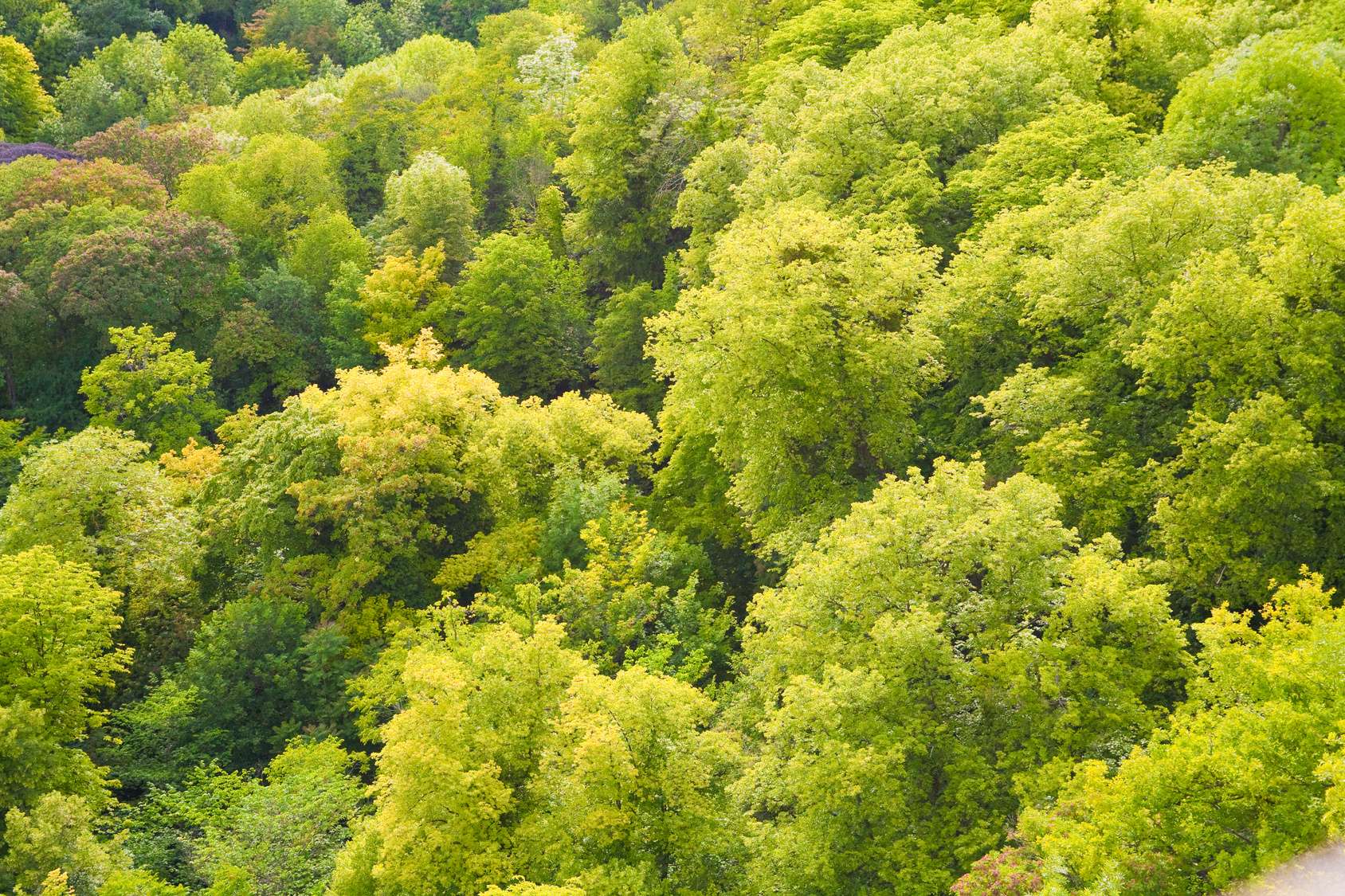 La biodiversité des forêts naturelles, un atout contre le réchauffement ...