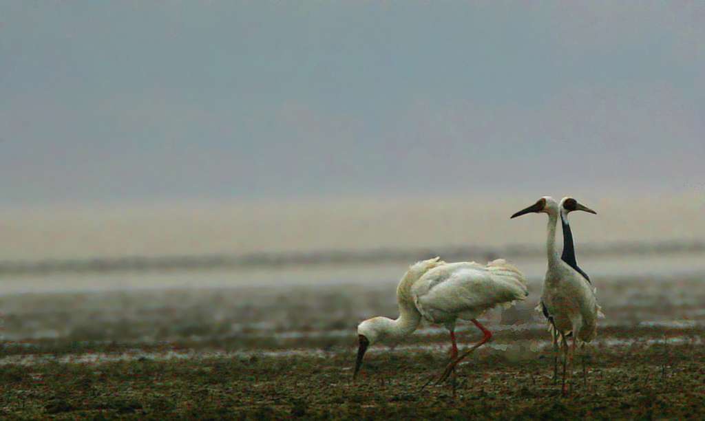 Définition | Grue de Sibérie - Grus leucogeranus