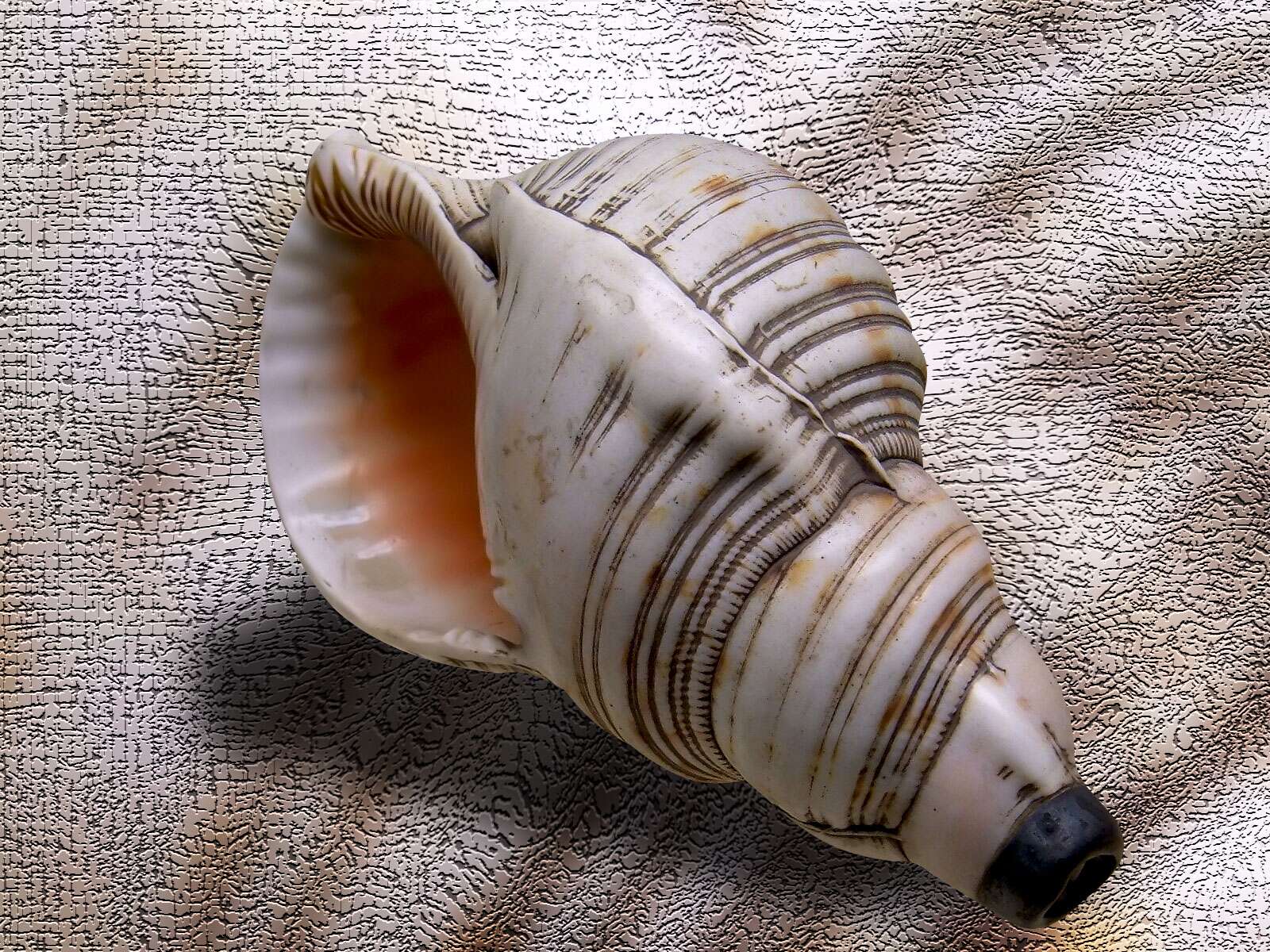 Conque - Fond d'écran et images gratuites