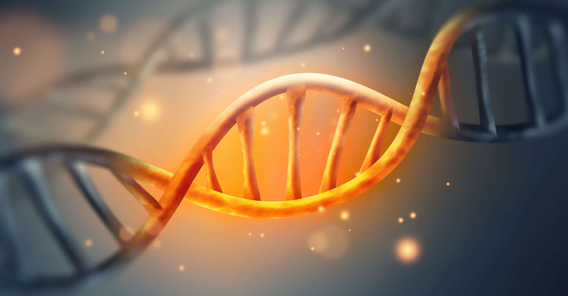 Diversité et fonctions des spermatozoïdes | Dossier