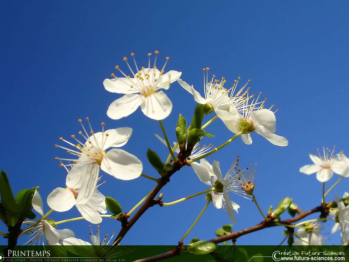 Printemps, les premiers bourgeons
