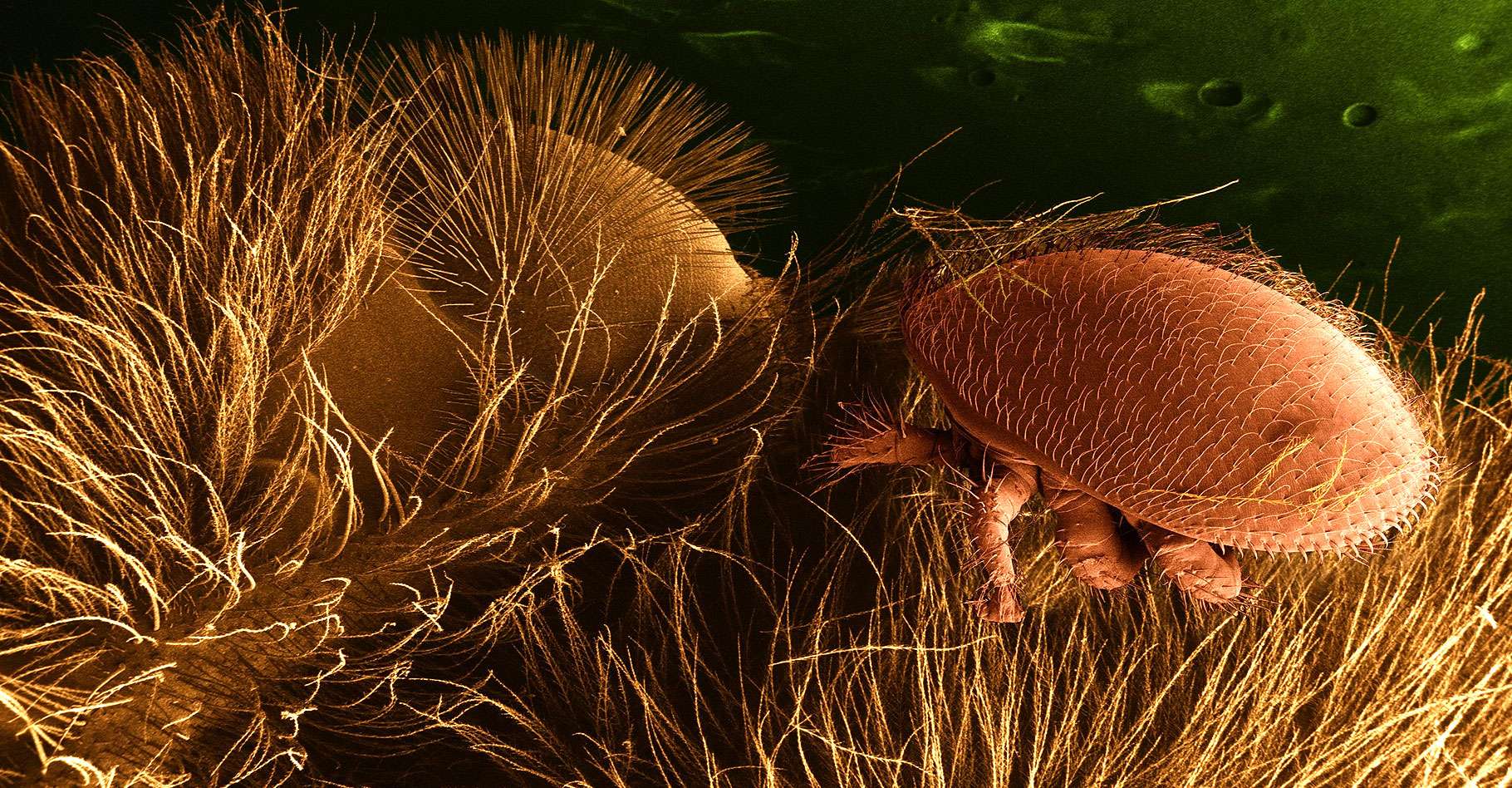 Acariens et allergies | Dossier