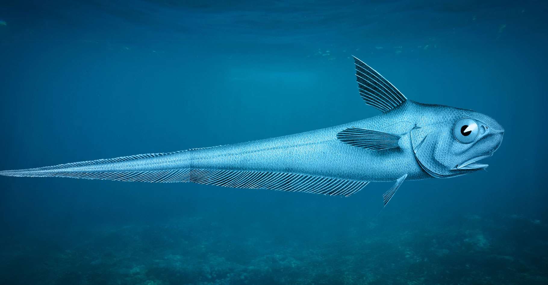 Le grenadier de roche et la lingue bleue | Dossier
