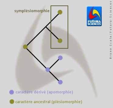 Définition | Symplésiomorphie - Caractère symplésiomorphique