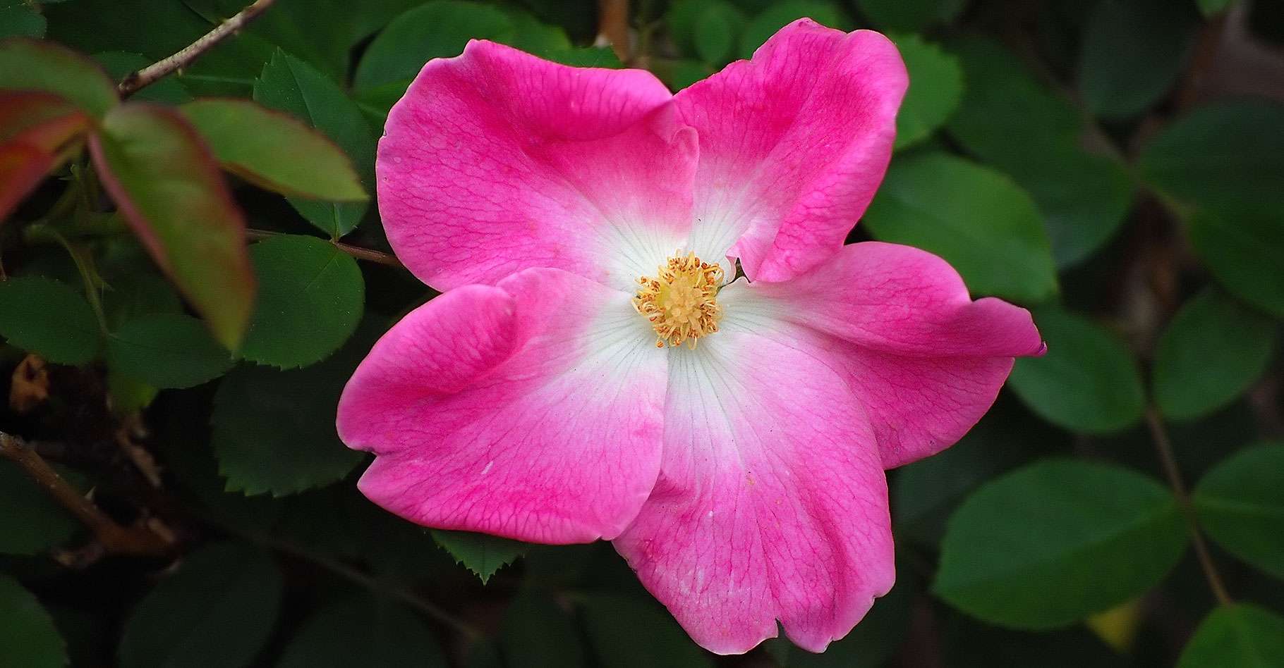 Définition | Églantier - Rosa canina - Églantine blanche - Rosier sauvage