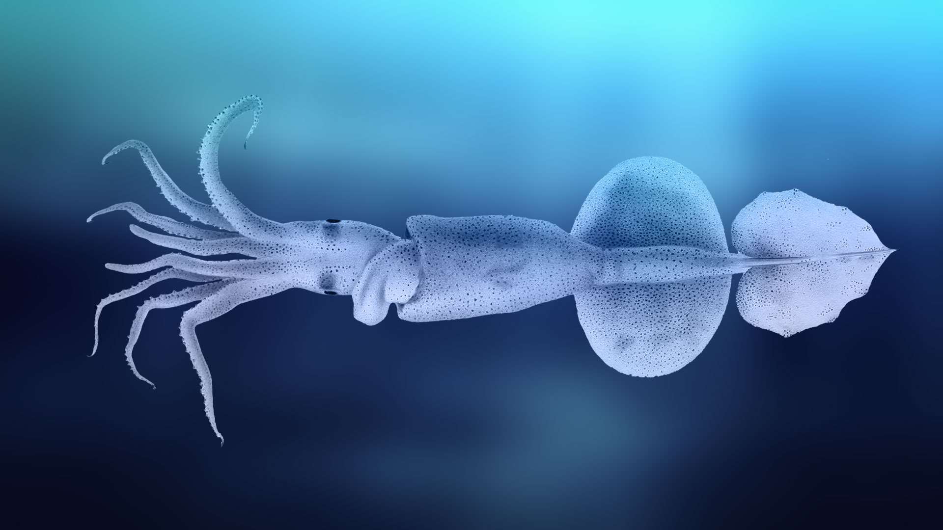 L’astucieux calmar pêcheur des profondeurs