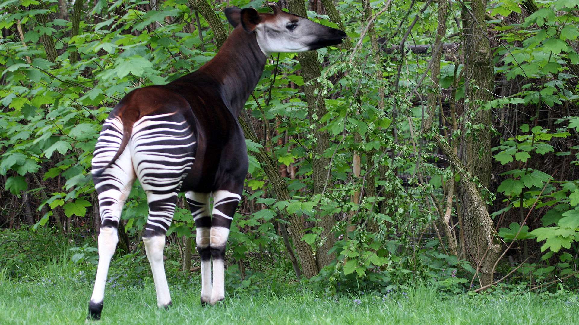 L'okapi, un des derniers mammifères découverts - Photos Futura