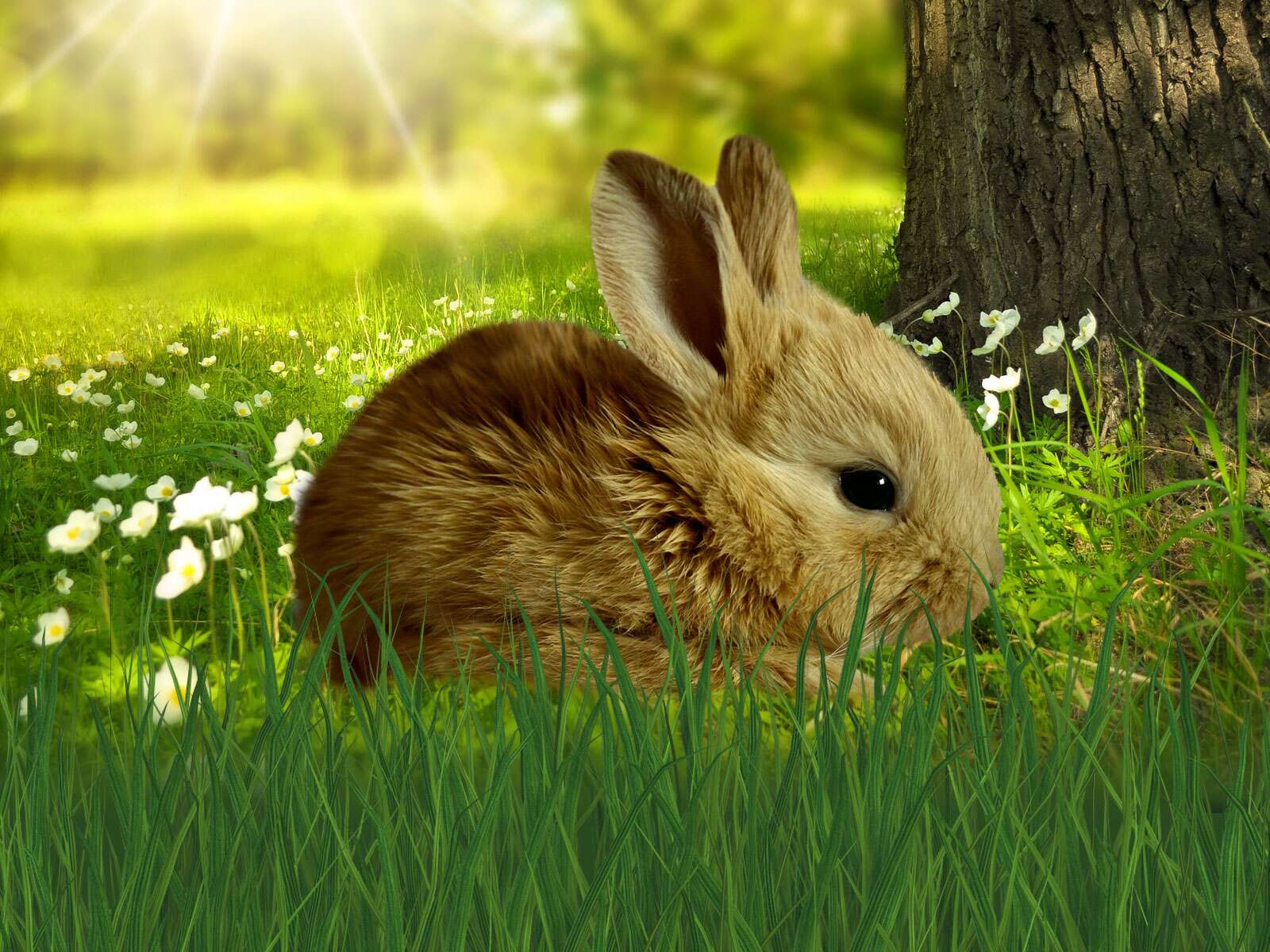 Les premiers pas du lapereau dans la prairie - Fond d'écran et images ...