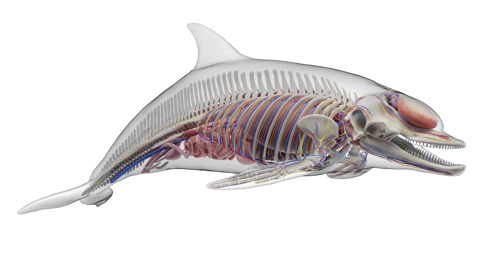Définition | Vertébré