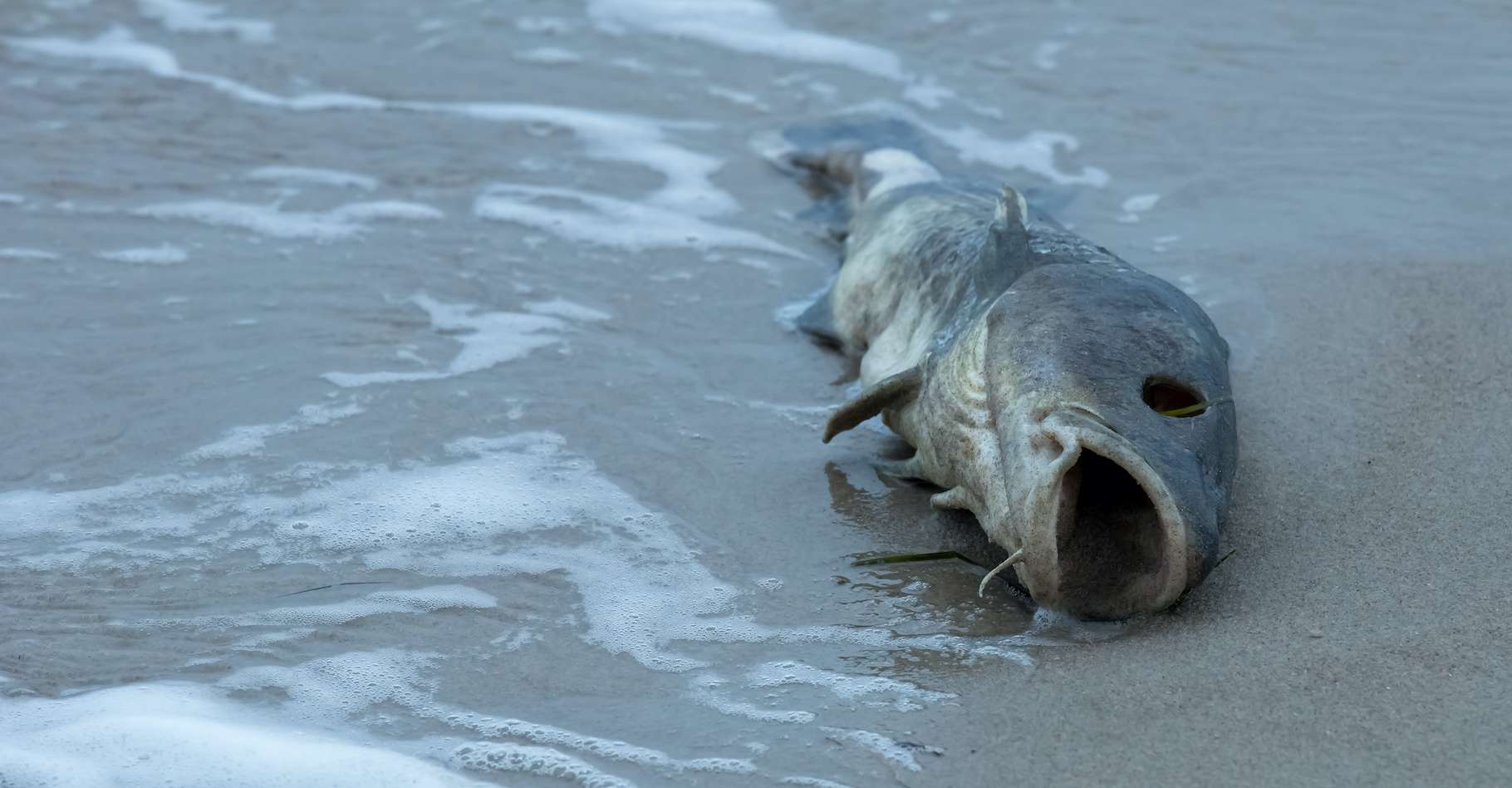 Tous les ingrédients d’une grande extinction massive sont désormais ...