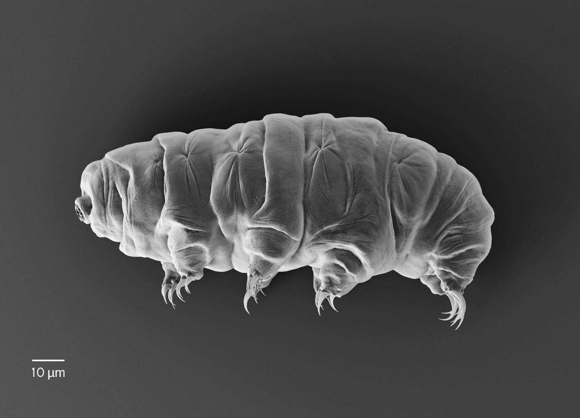 Découverte exceptionnelle d'un tardigrade qui a vécu il y a 230 ...