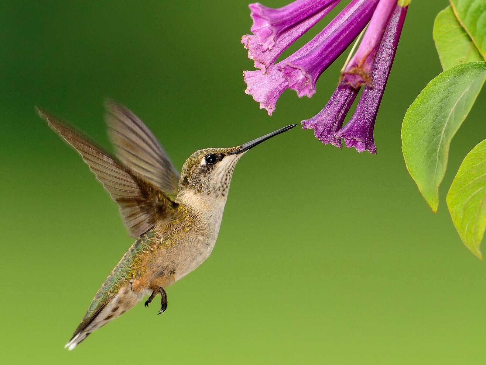 Colibri butinant de fleur en fleur à la quête de nectar - Fond d'écran ...