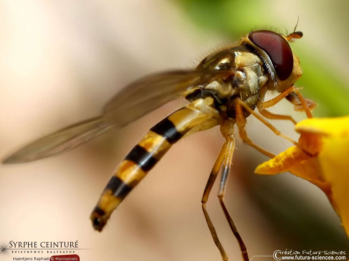 Syrphe ceinturé - Fond d'écran et images gratuites