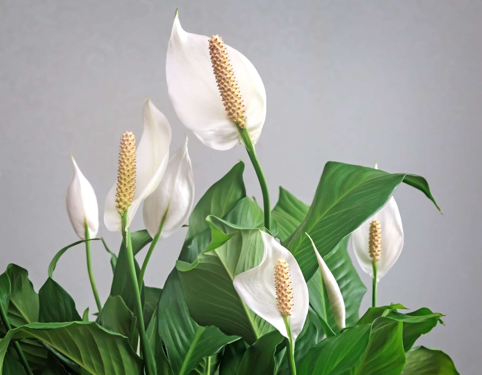 Définition | Spathiphyllum