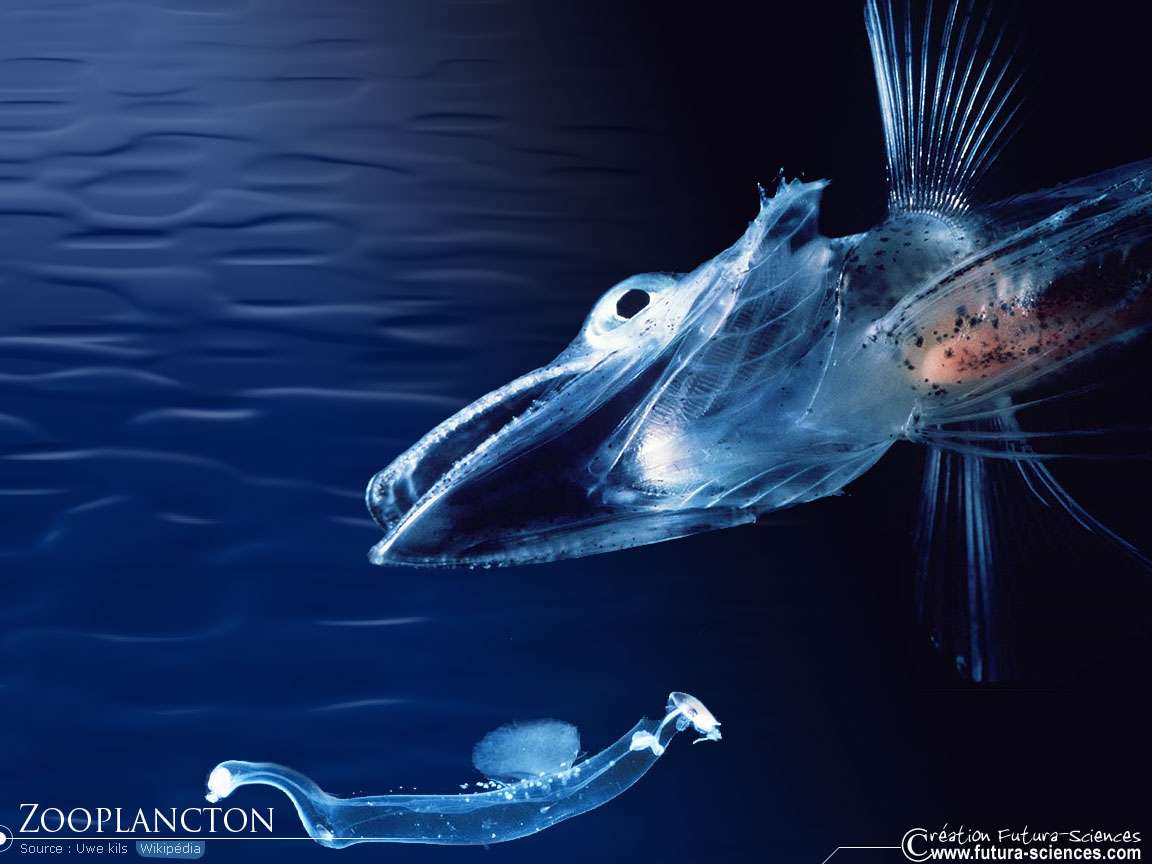 Zooplancton - Fond d'écran et images gratuites