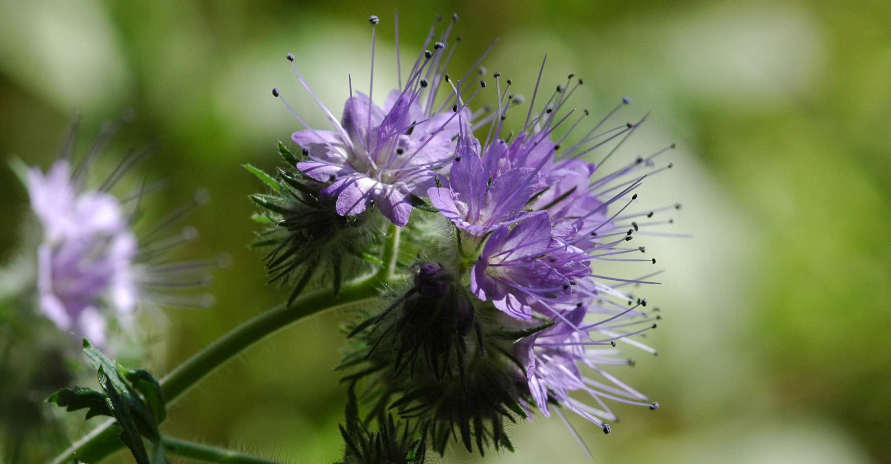 Engrais verts : comment les choisir et les utiliser