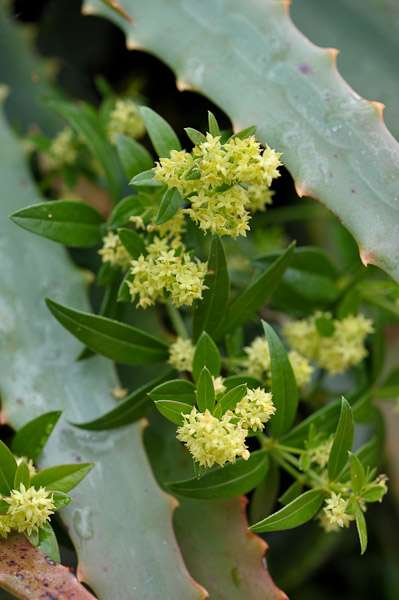 Définition | Garance