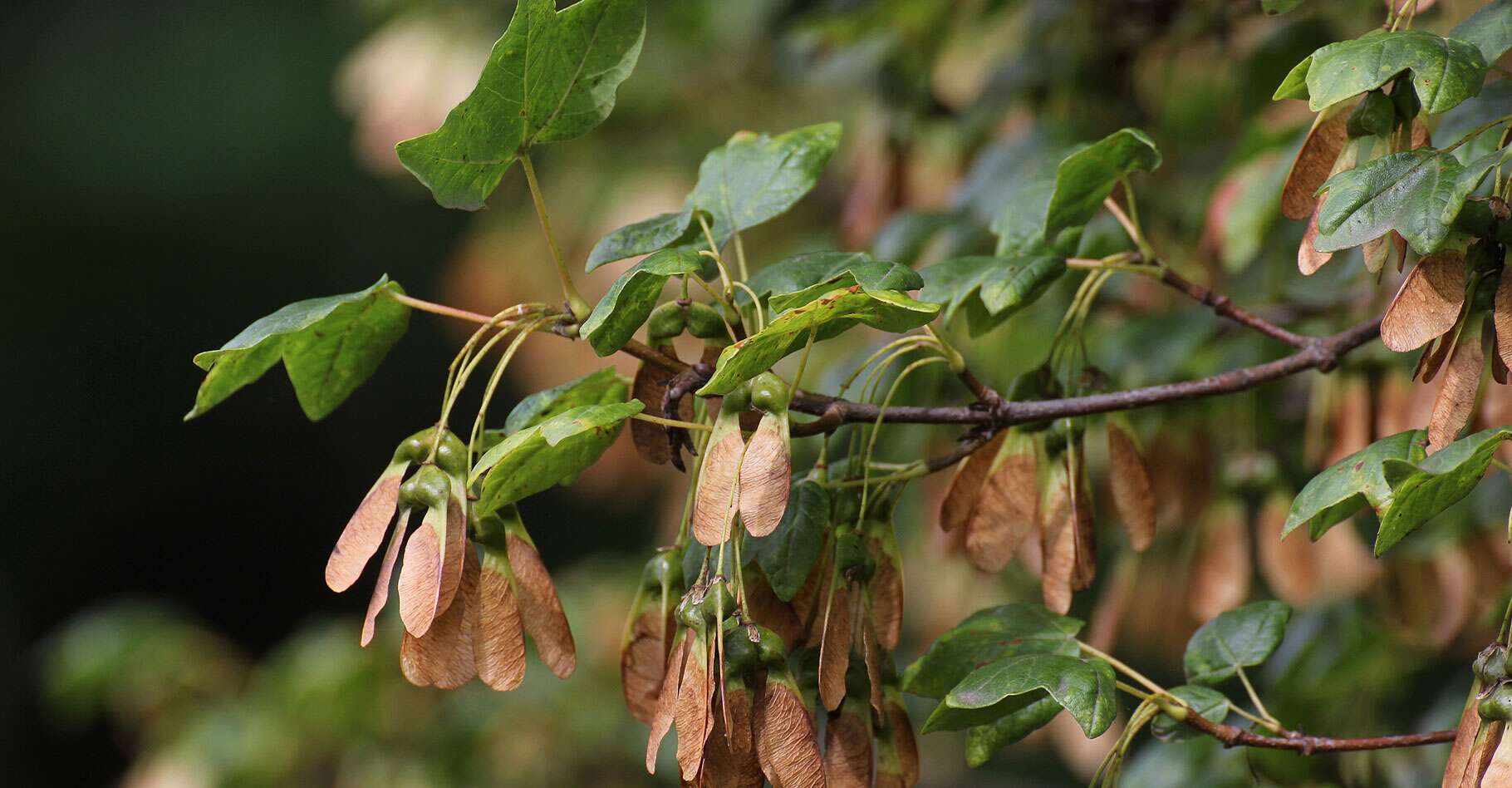 Définition | Érable de Montpellier - Acer monspessulanum - Azerou - Agas