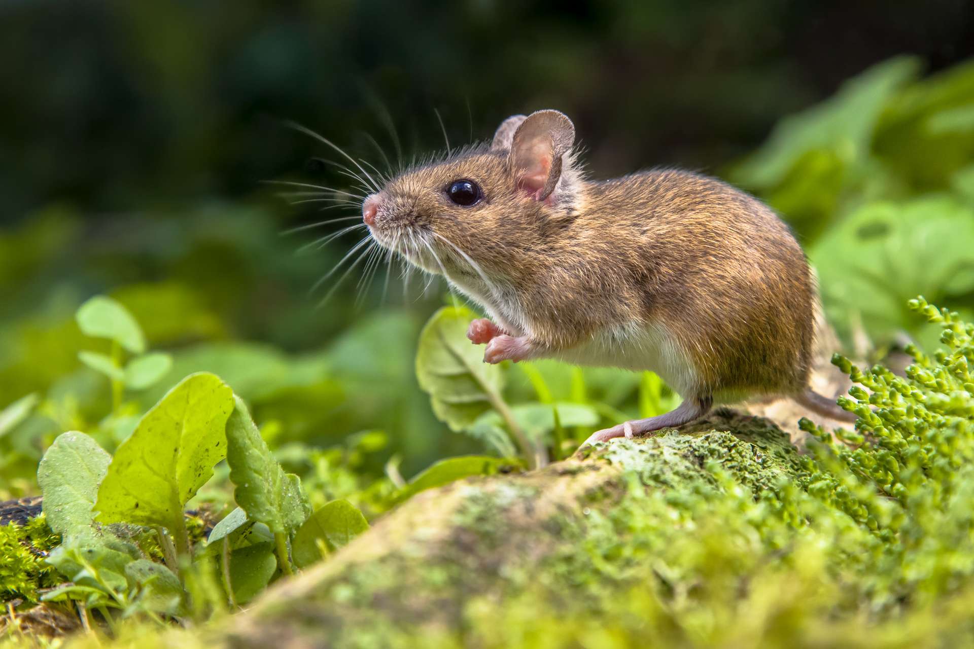 Ces souris « contrôlent » leurs impulsions de dopamine