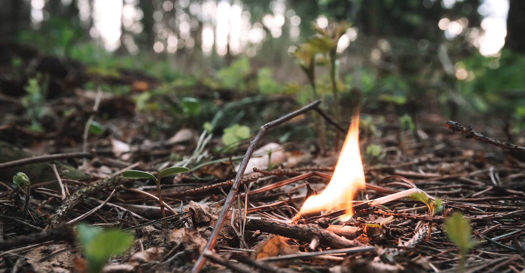 Quels sont les bons réflexes pour éviter les feux de forêt