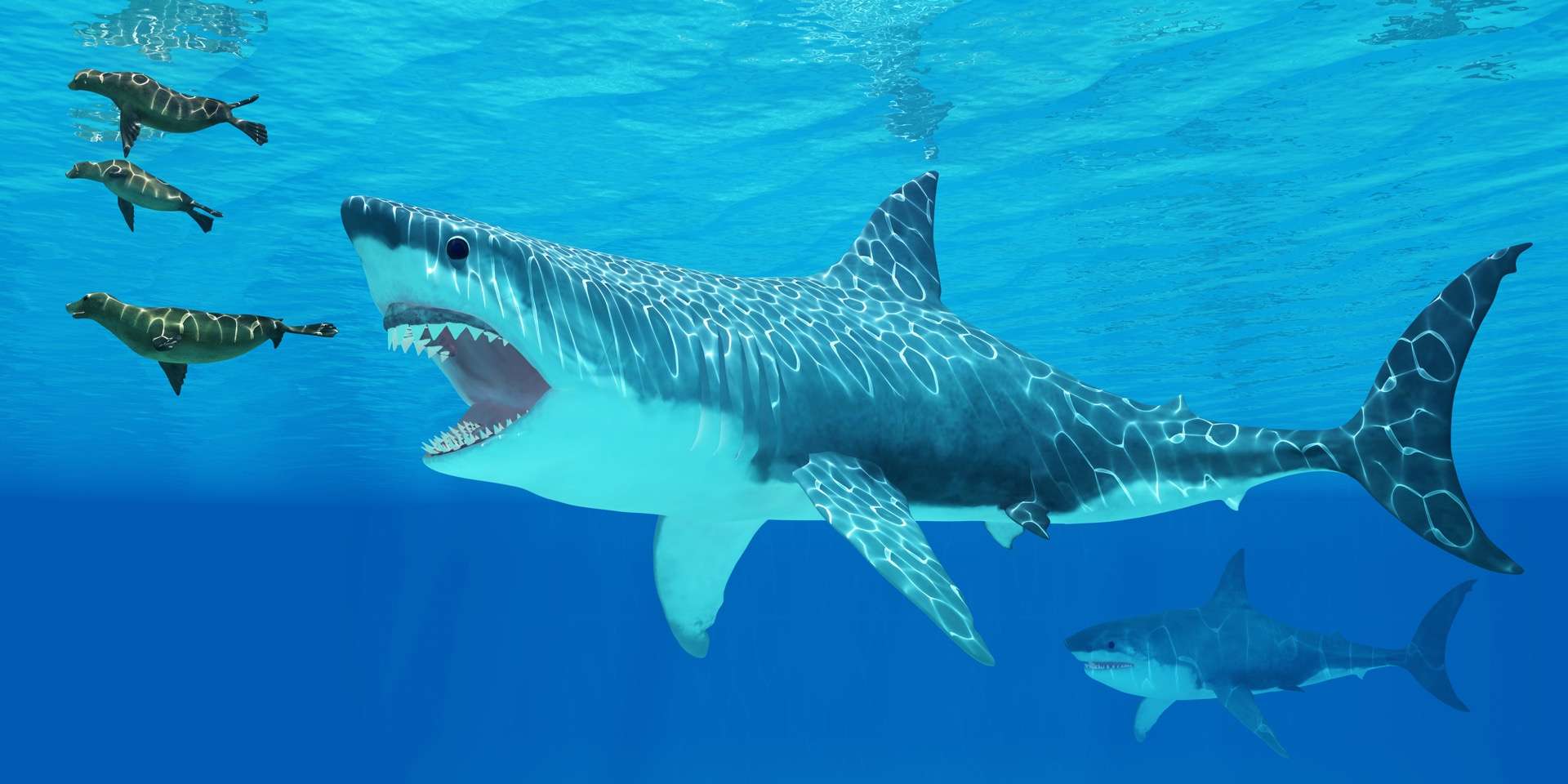 Le redoutable mégalodon élevait ses petits en pouponnière