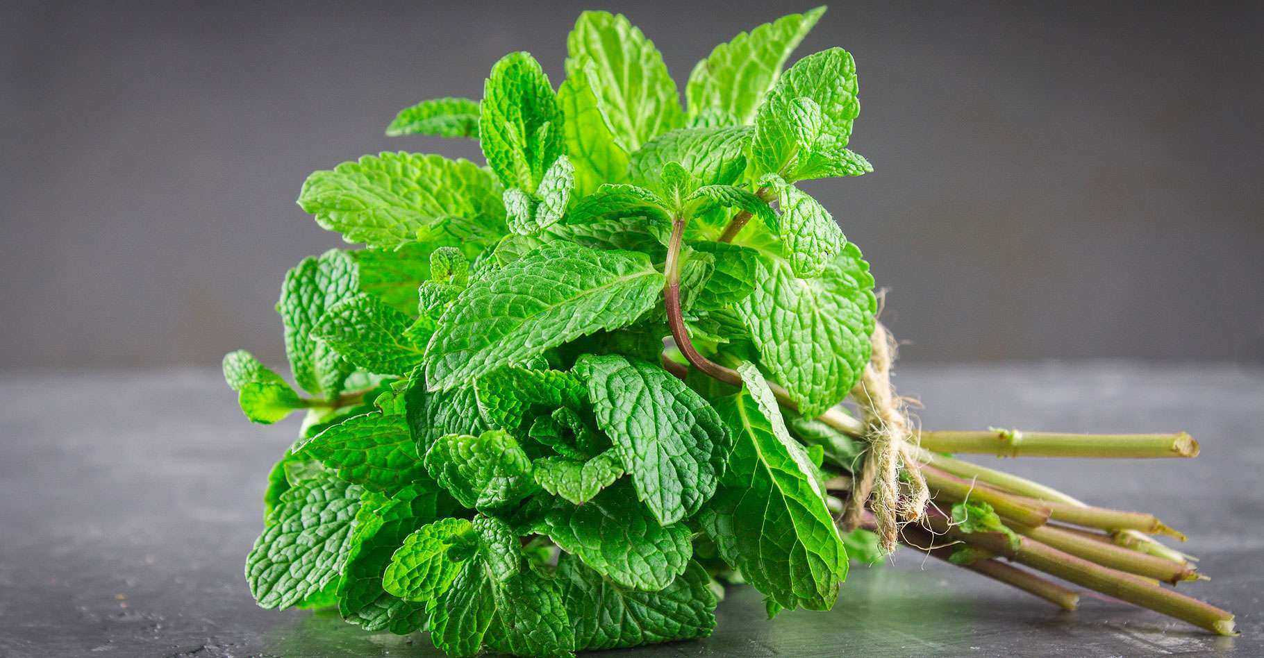 La menthe verte : culture et propriétés | Dossier