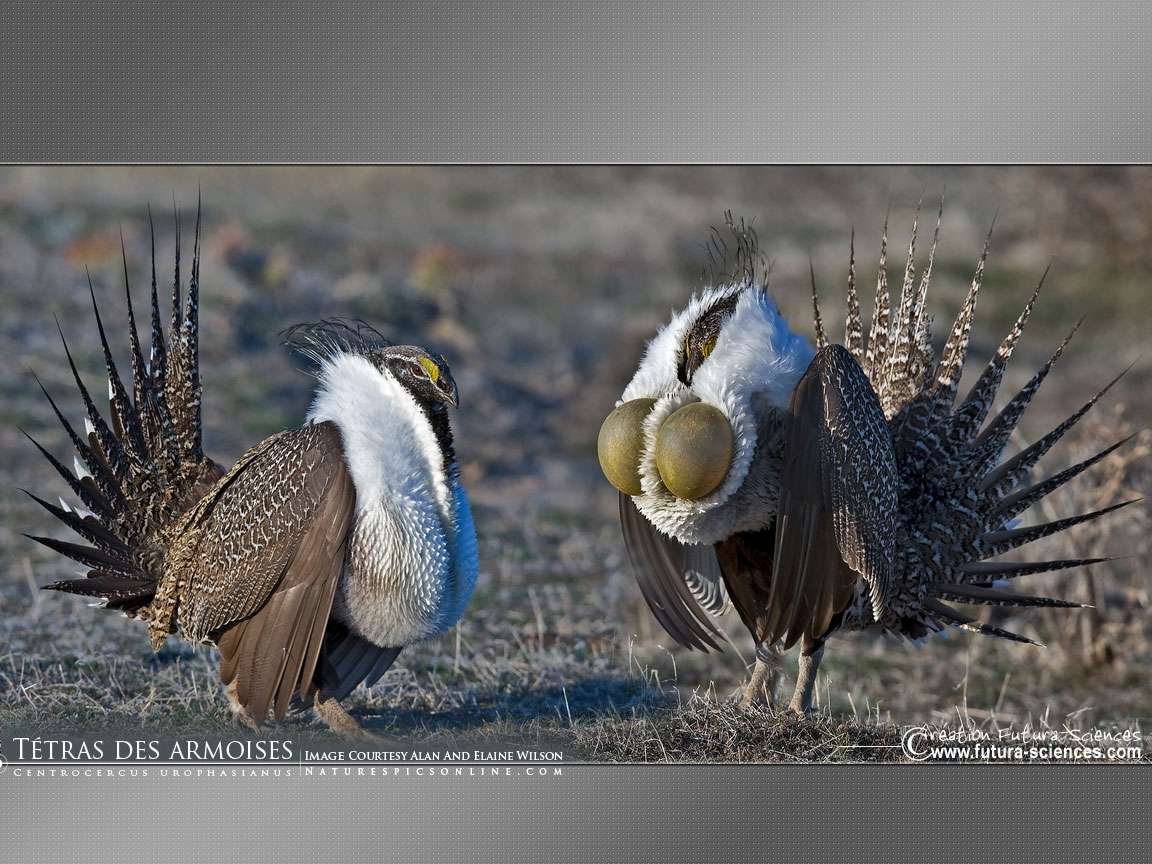 Tétras Des Armoises En Vol Get The Latest On Bird Conservation With