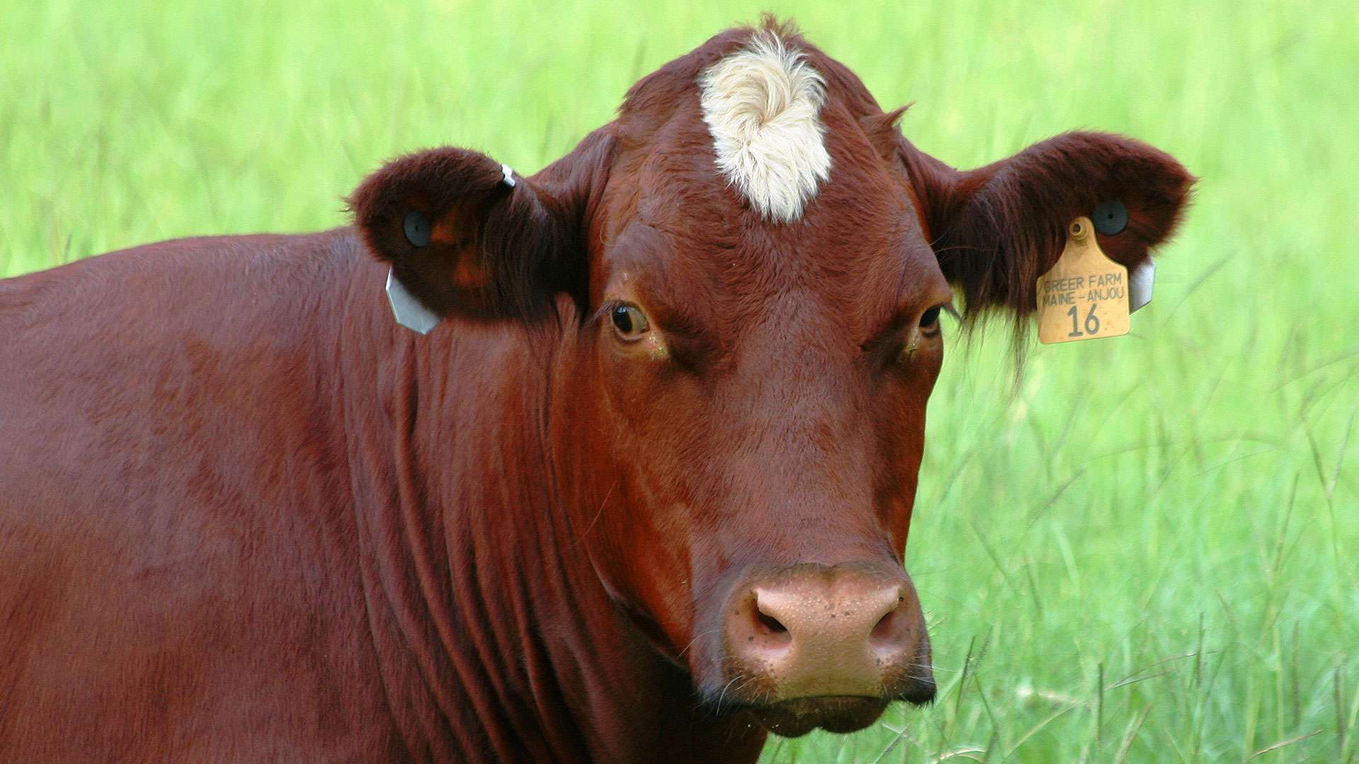 La Rouge des prés, une vache ancrée dans son terroir - Photos Futura