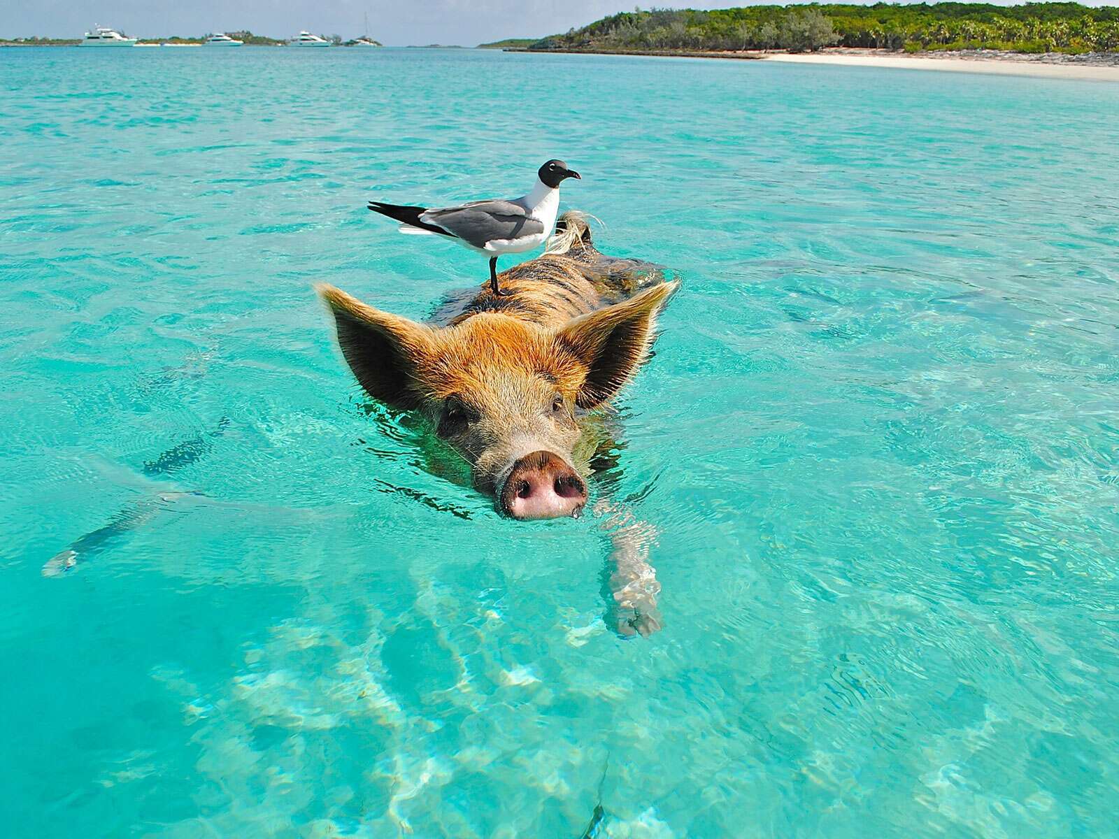 Bahamas, les cochons nageurs - Fond d'écran et images gratuites