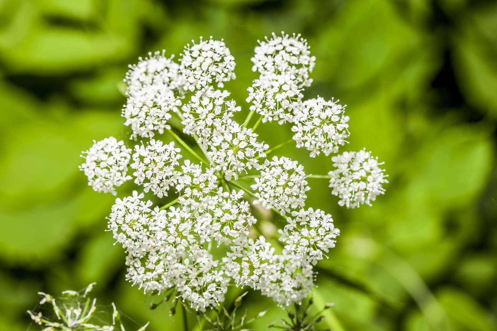 Définition | Anis vert - Pimpinella anisum - anis cultivé - anis officinal