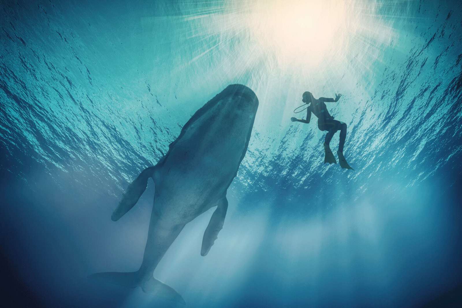 Une étonnante ressemblance entre les chants des baleines et notre langage