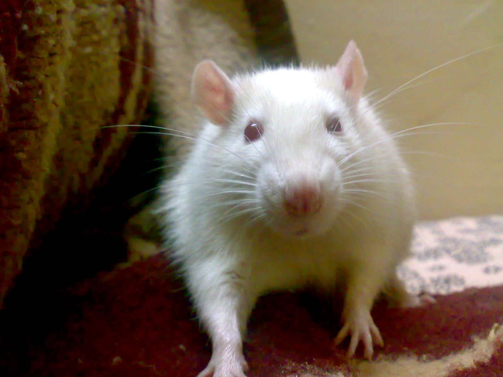 Les bébés de rats obèses vieillissent plus vite