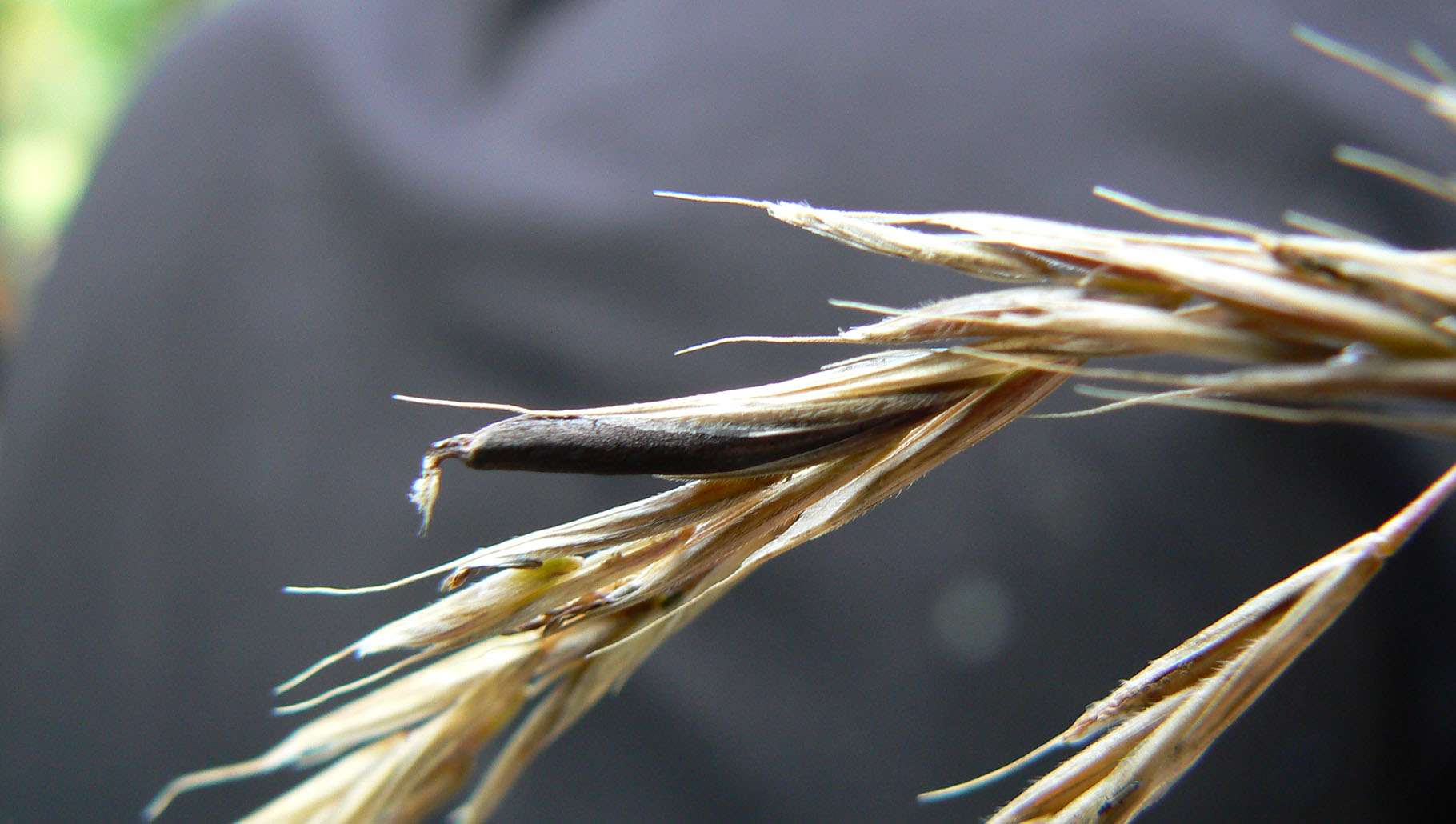 L'ergot de seigle et la découverte du LSD | Dossier