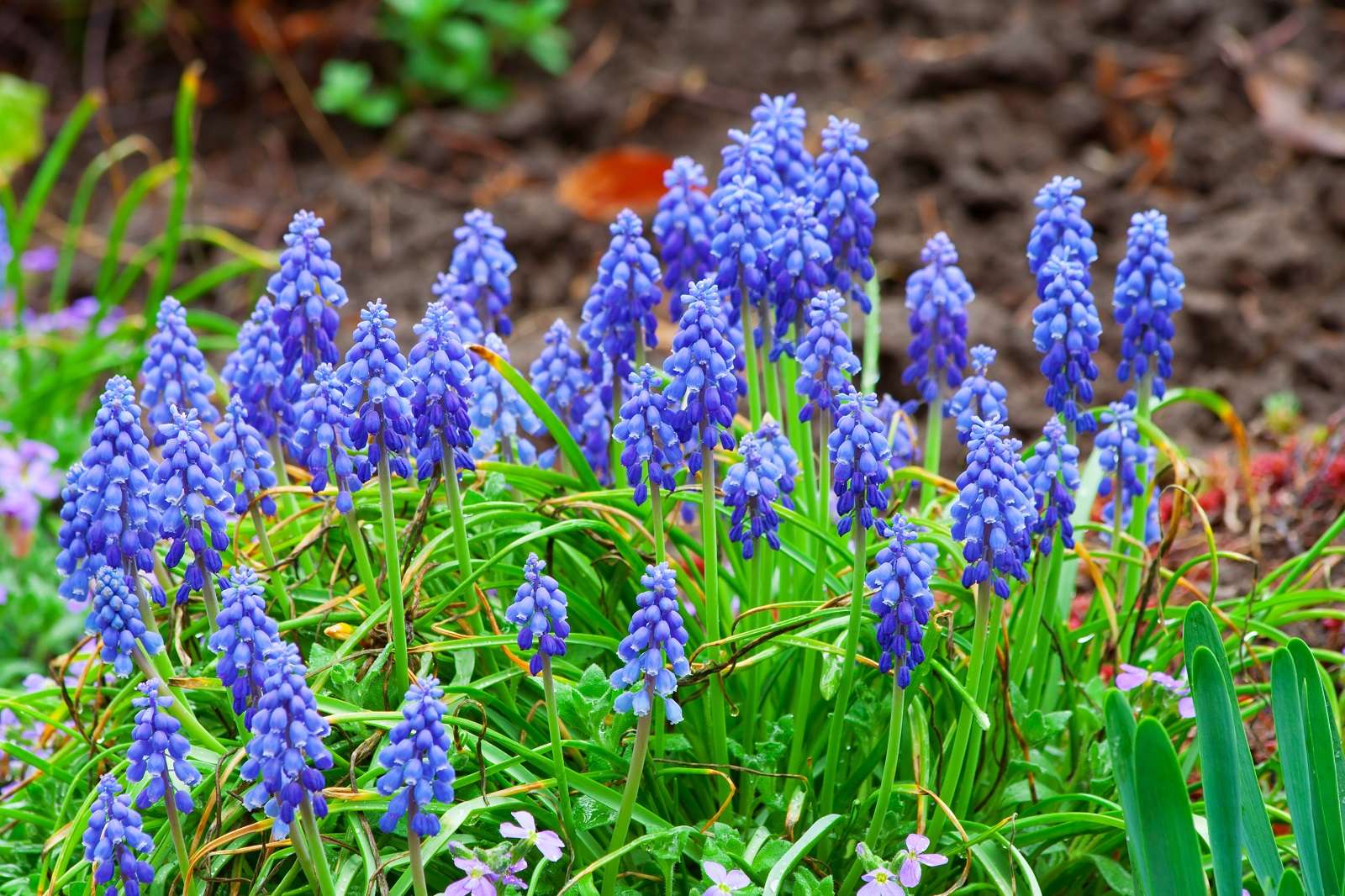 Définition | Muscari