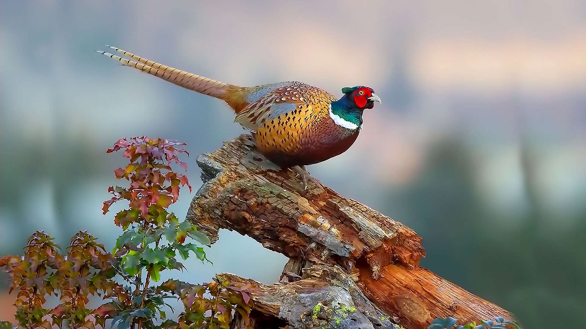 Un magnifique faisan mâle - Photos Futura